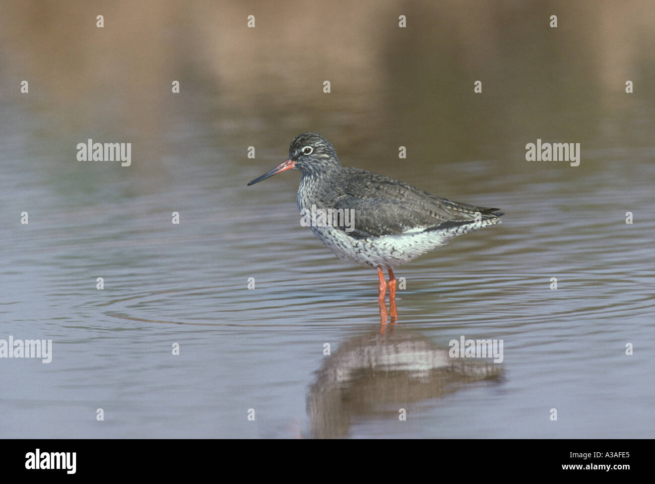 REDSHANK Tringa totanus Stock Photo - Alamy