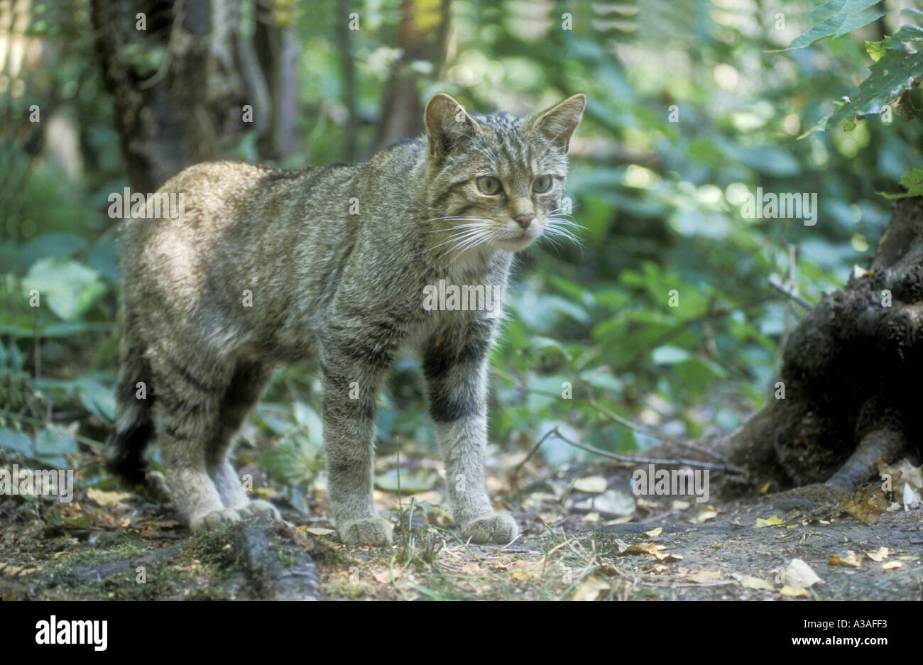 Scottish wild cat hi-res stock photography and images - Alamy