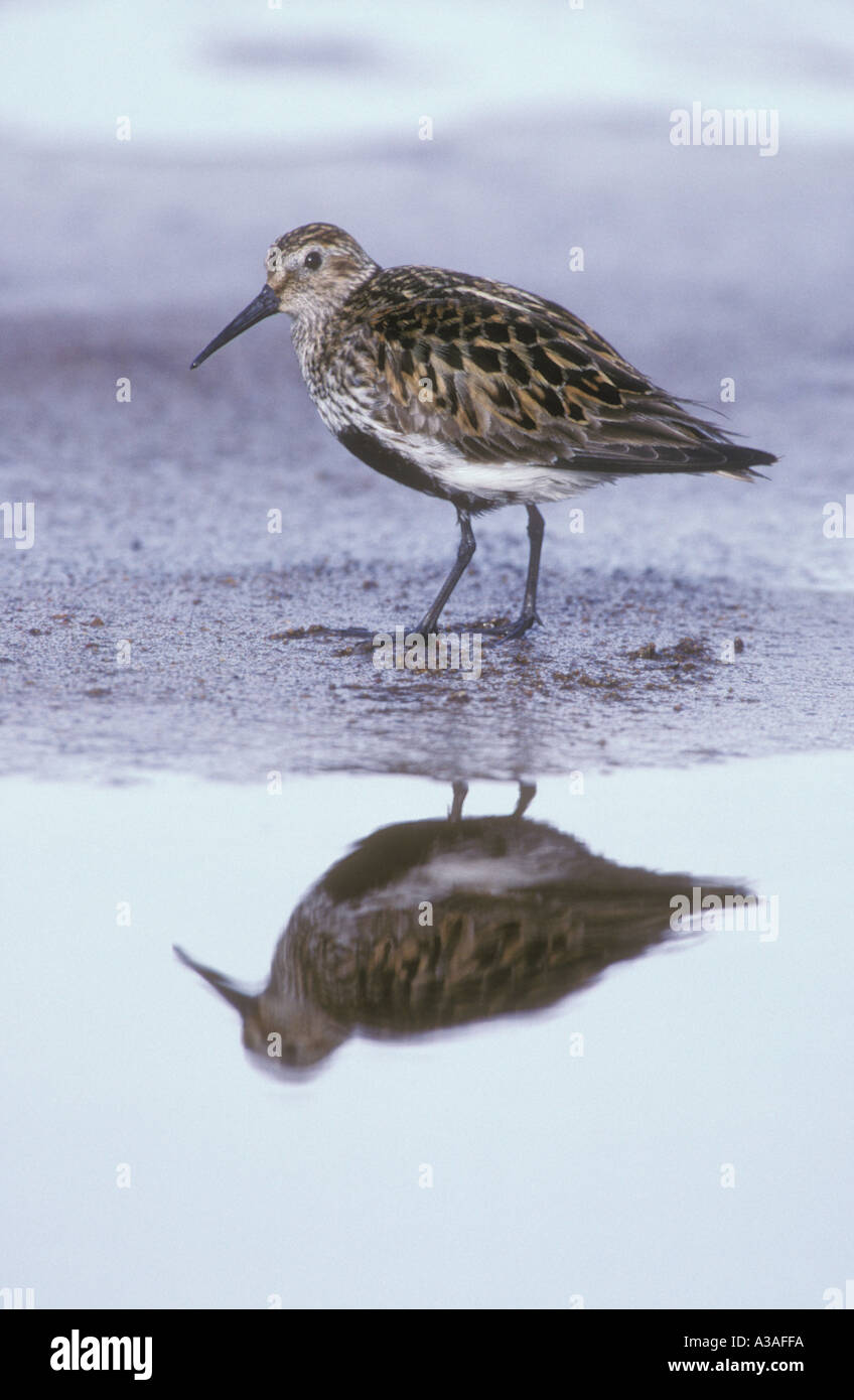 Dunlin bird uk moorland hi-res stock photography and images - Alamy