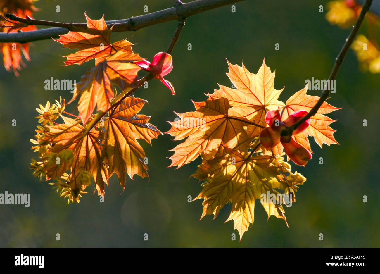 scene maple tree branch Stock Photo - Alamy