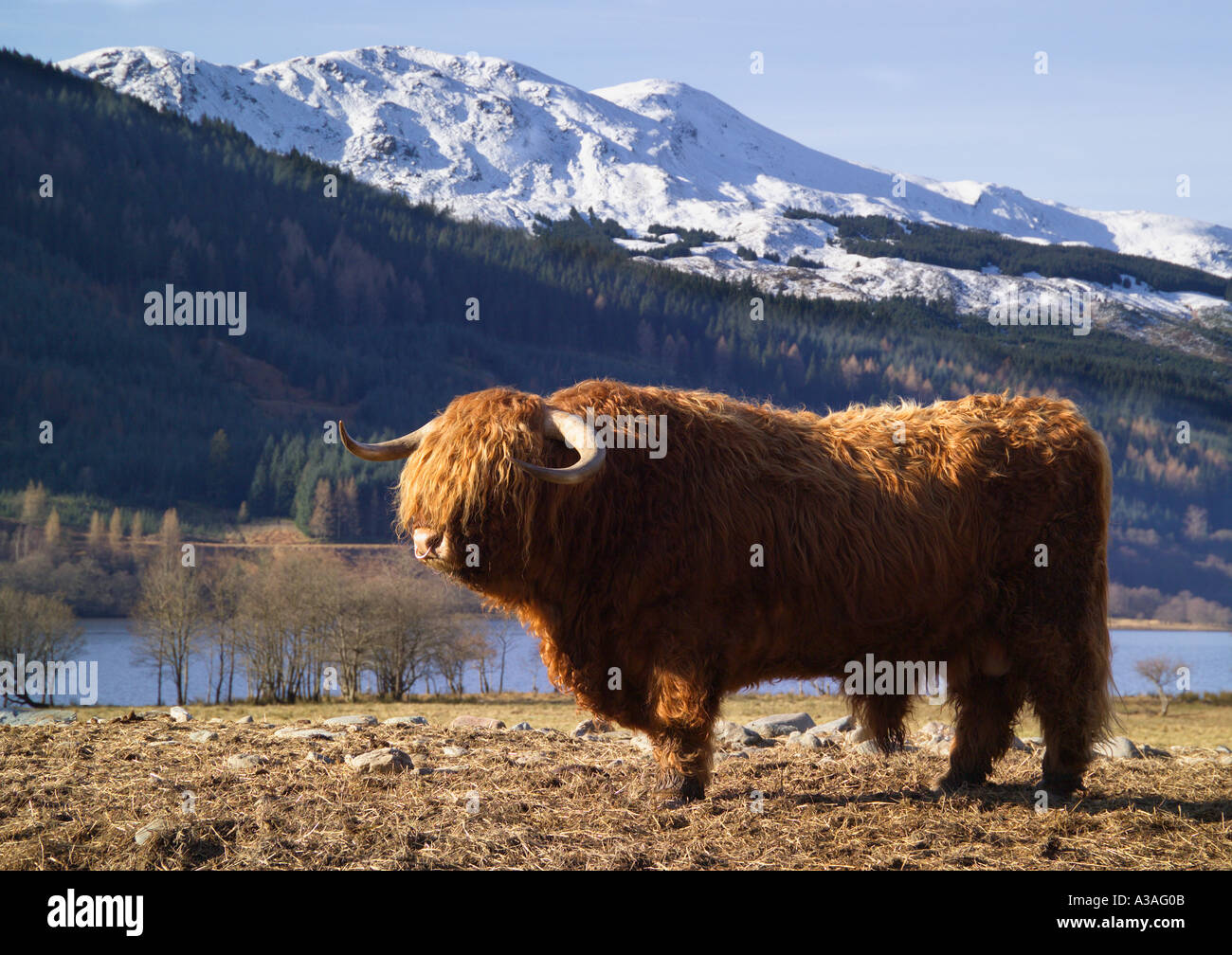 [Highland Cattle] Bull Scotland Stock Photo - Alamy
