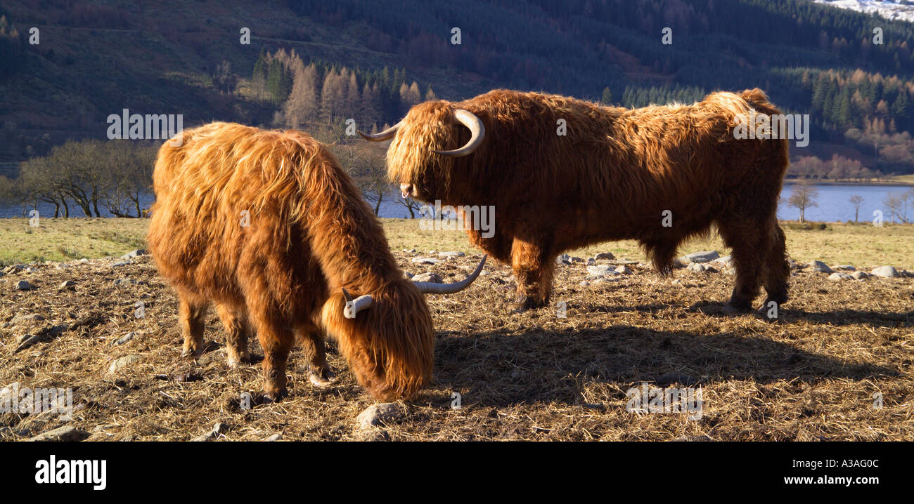 [Highland Cattle] Bull Cow Scotland Stock Photo - Alamy