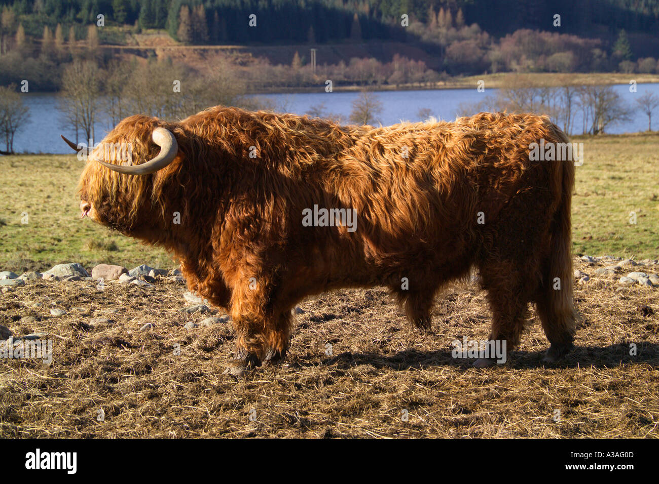 [Highland Cattle] Bull Scotland Stock Photo - Alamy