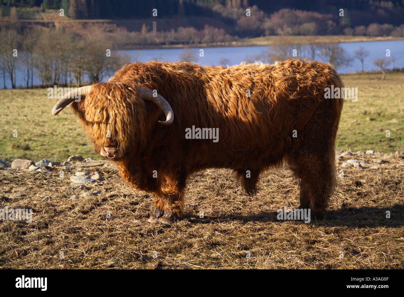 [Highland Cattle] Bull Scotland Stock Photo - Alamy