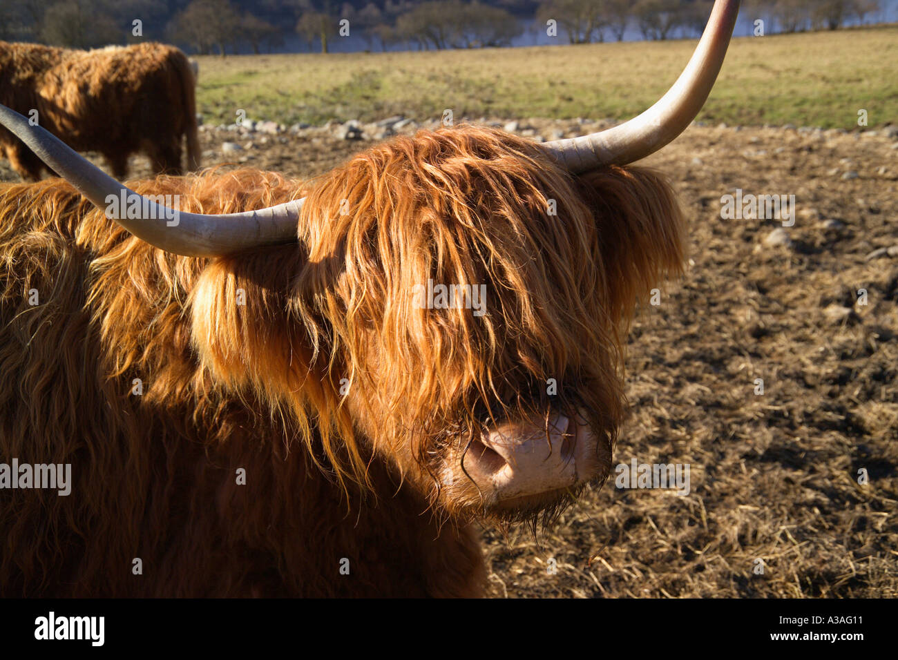[Highland Cattle] Bull Scotland Stock Photo - Alamy