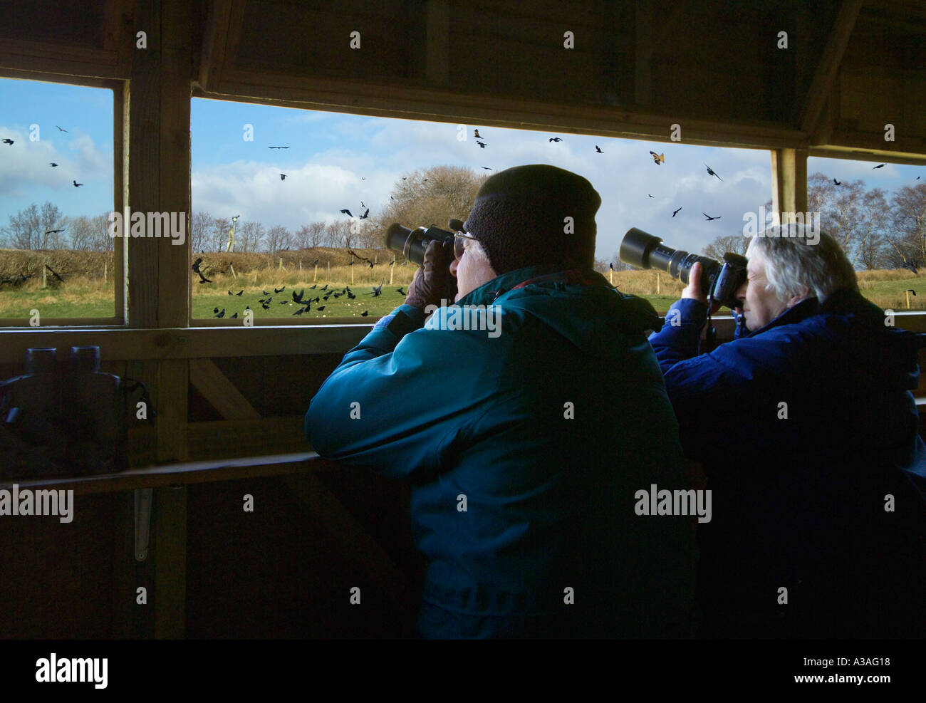 Hobby bird wales hi-res stock photography and images - Alamy