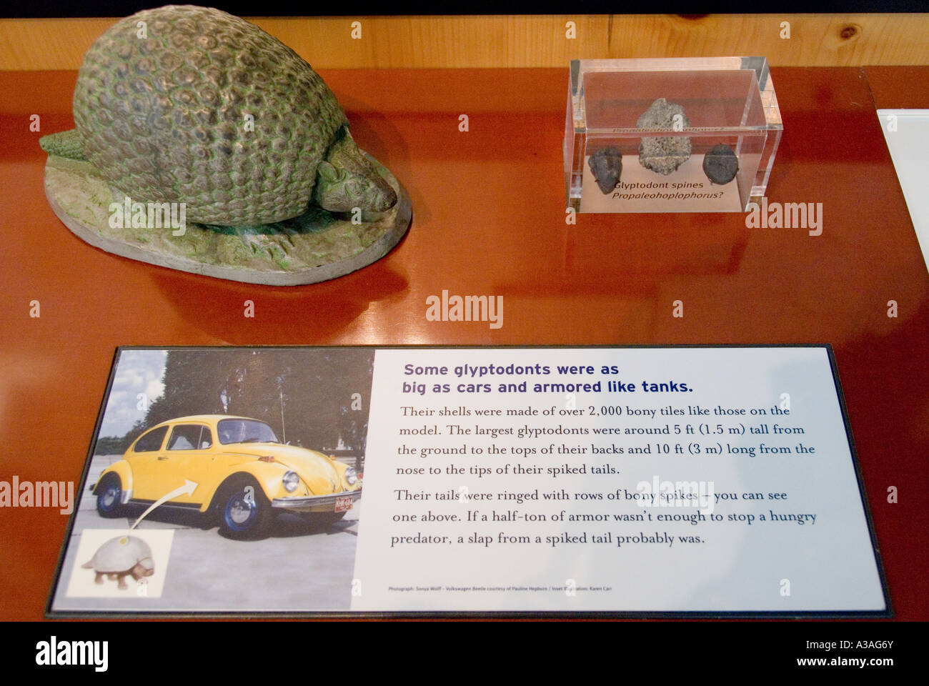 P33 056 Cranbrook Institute Of Science - Glyptodonts Size Comparison ...