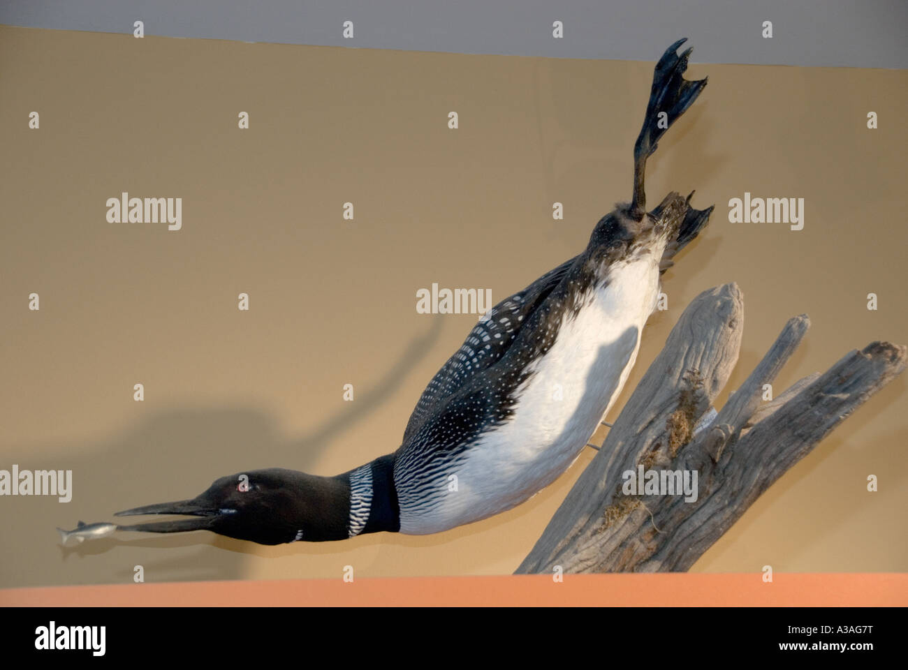 Chasing a fish hi-res stock photography and images - Alamy