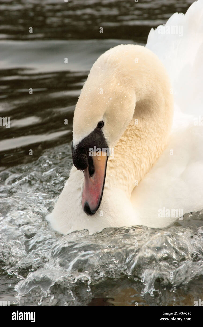 Swan chasing duck hi-res stock photography and images - Alamy