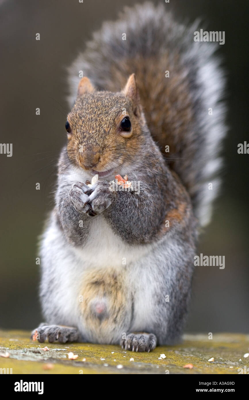 Close up male grey squirrel hi-res stock photography and images - Alamy