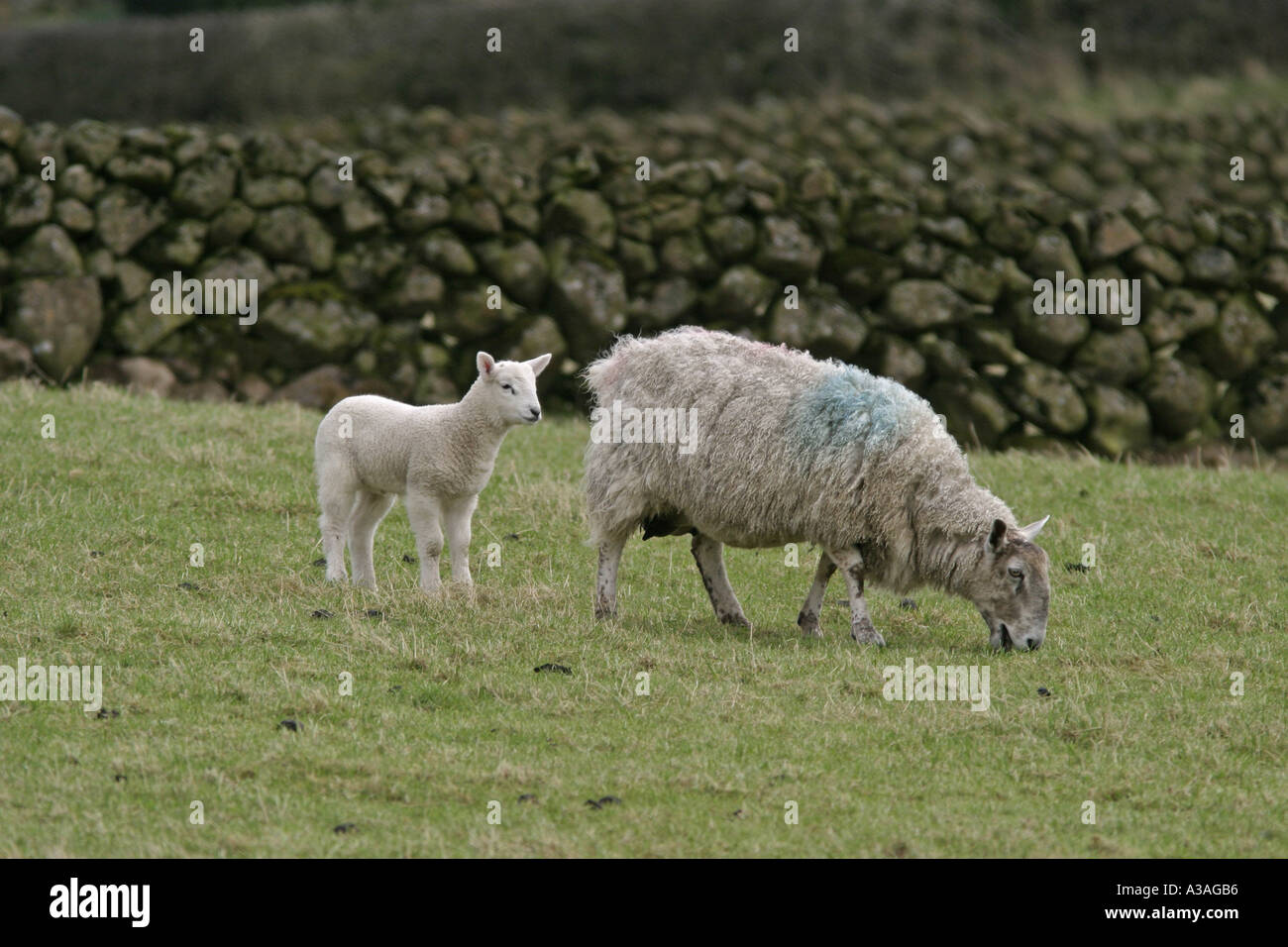 ewe and lamb sheep in a field with a dry stone wall near broughshane ...