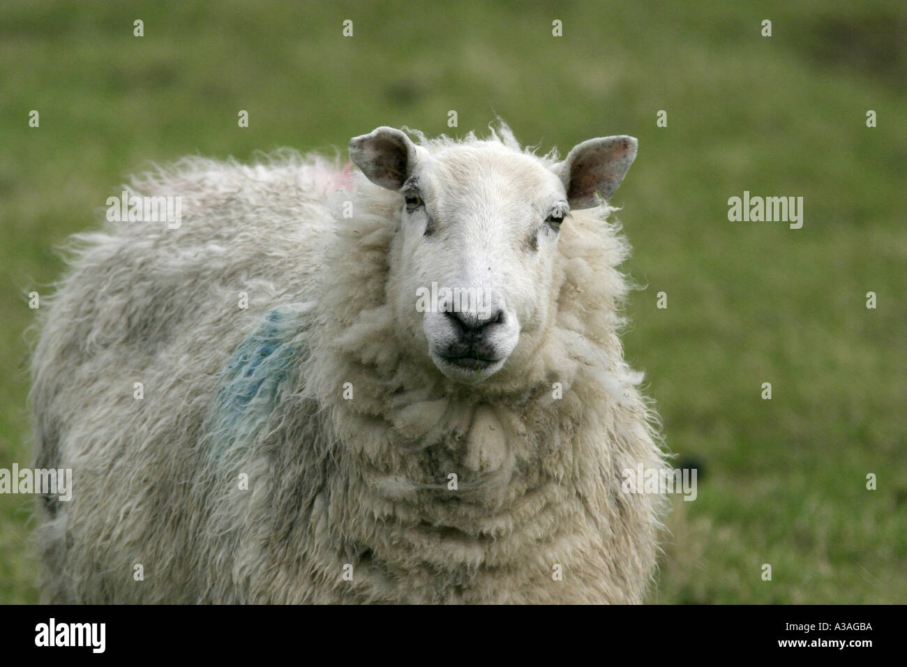 Marking sheep with paint hi-res stock photography and images - Alamy