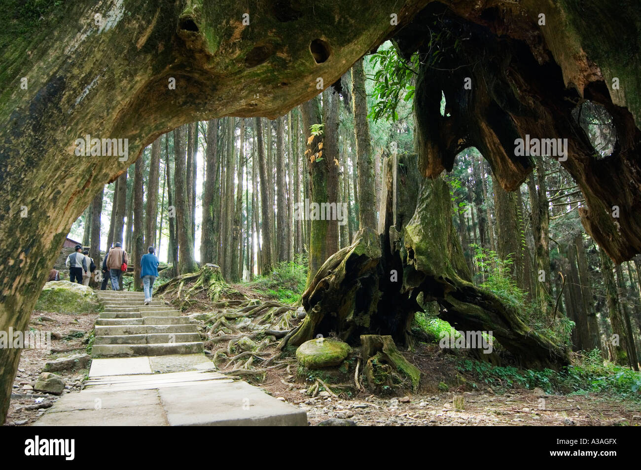 giant tree trunk in cedar forest Alishan National Forest recreation ...