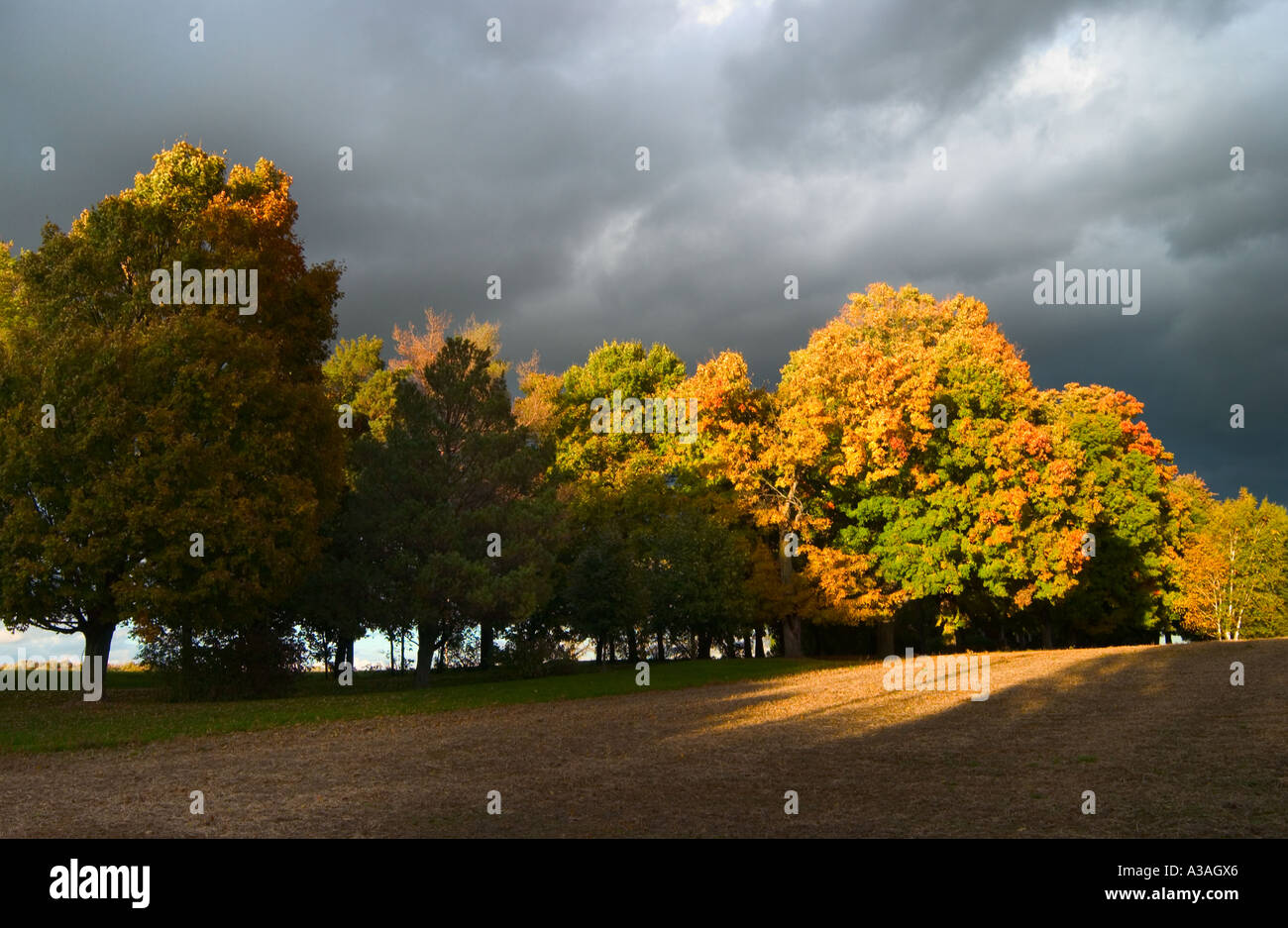 big sky tree line sunset Stock Photo - Alamy