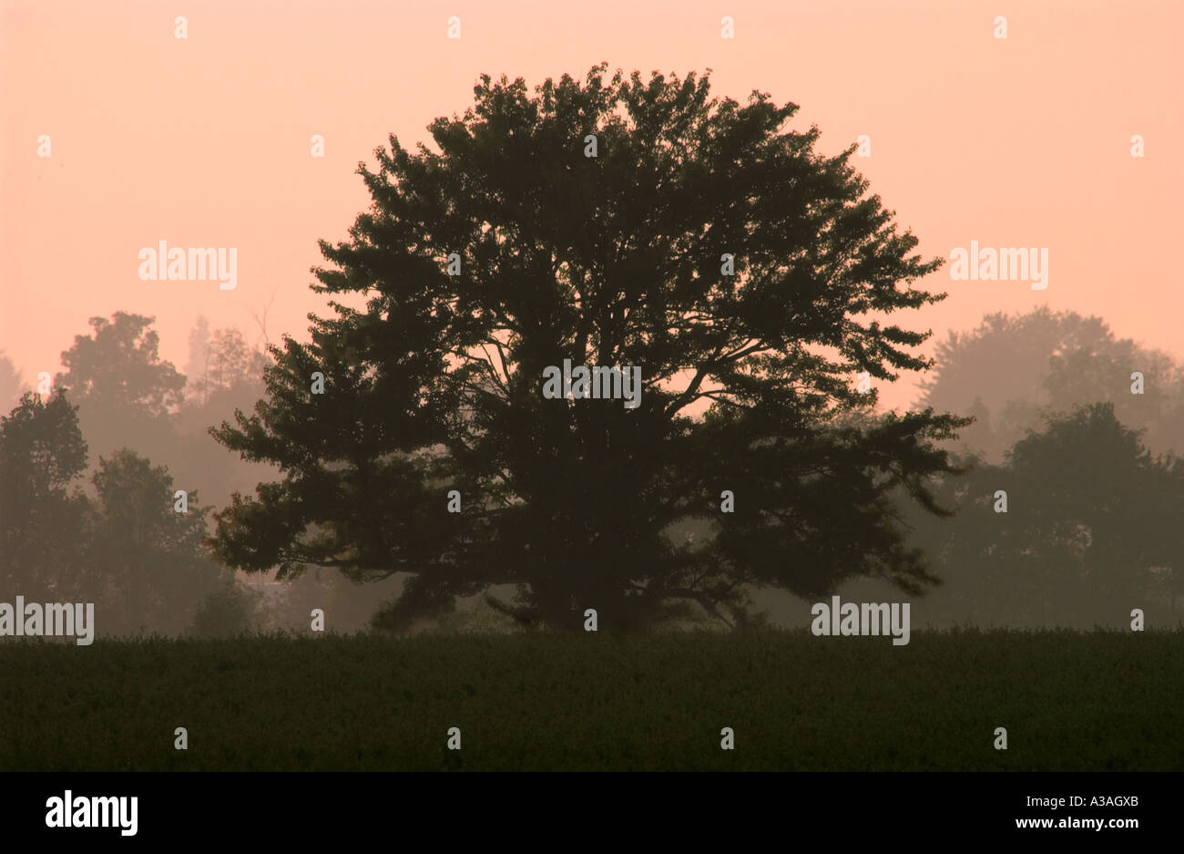 big sky tree line sunset Stock Photo - Alamy