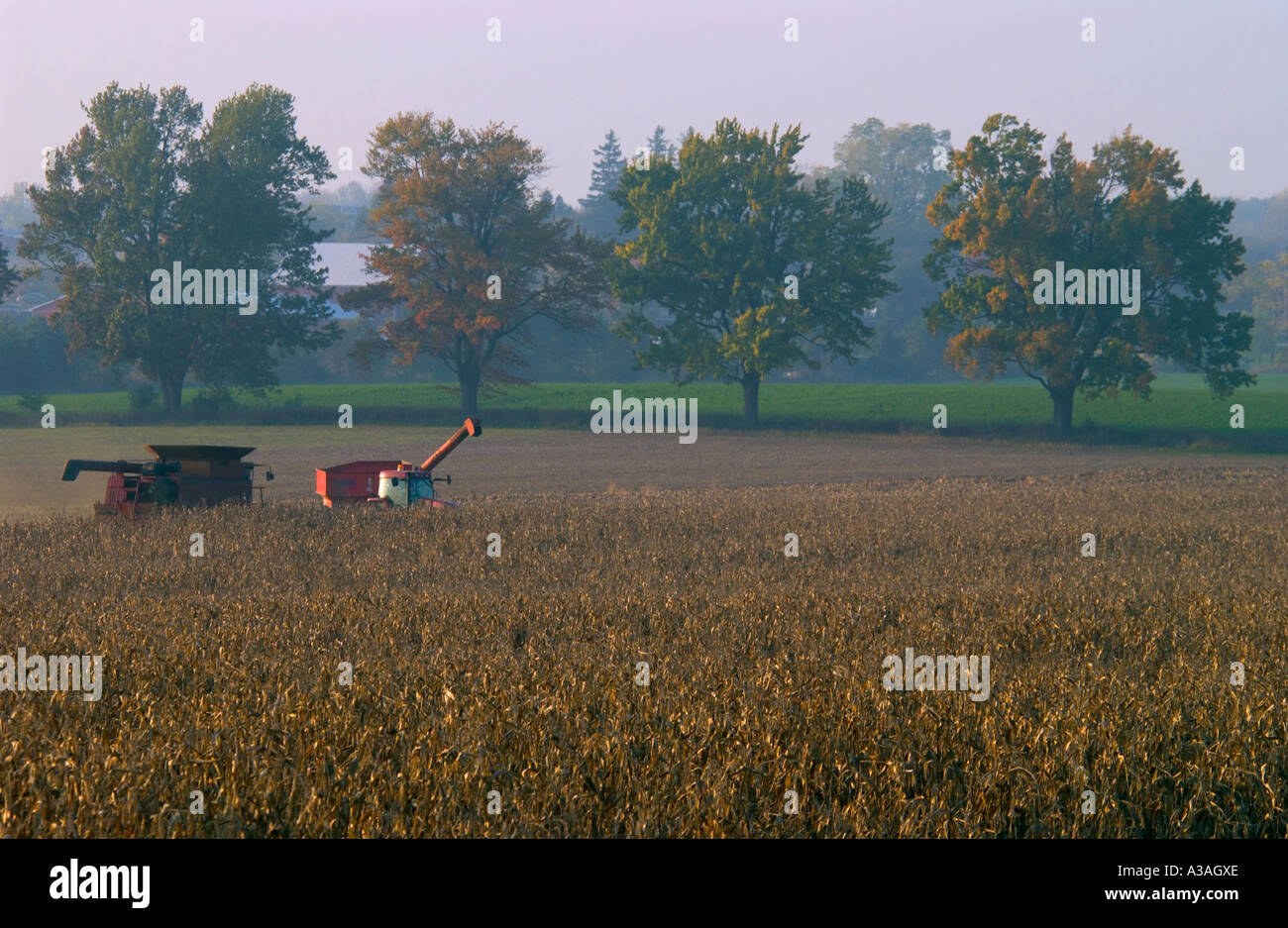 big sky tree line sunset Stock Photo - Alamy