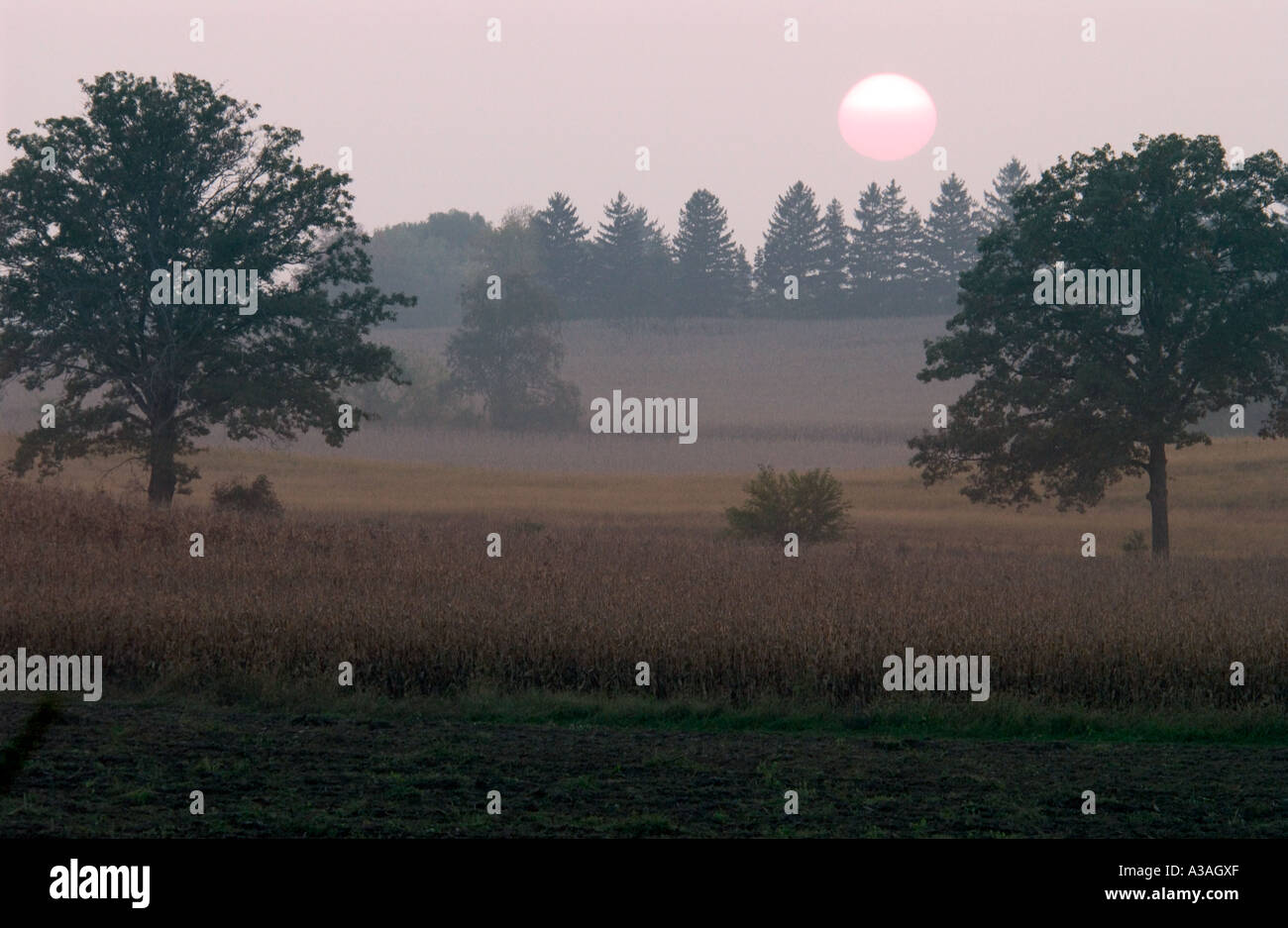 big sky tree line sunset Stock Photo - Alamy