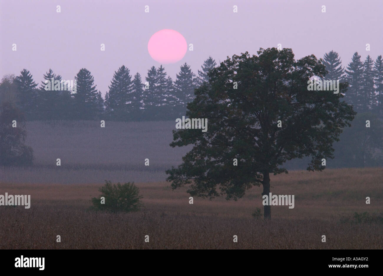 big sky tree line sunset Stock Photo - Alamy
