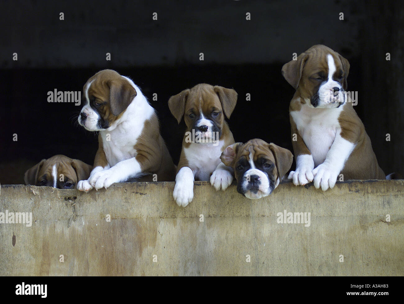 Five boxer puppies Stock Photo - Alamy