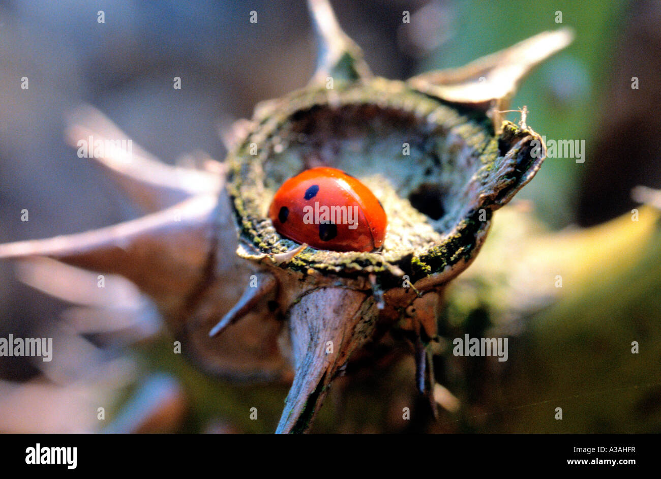 Eyed Ladybird (Anatis ocellata Stock Photo - Alamy