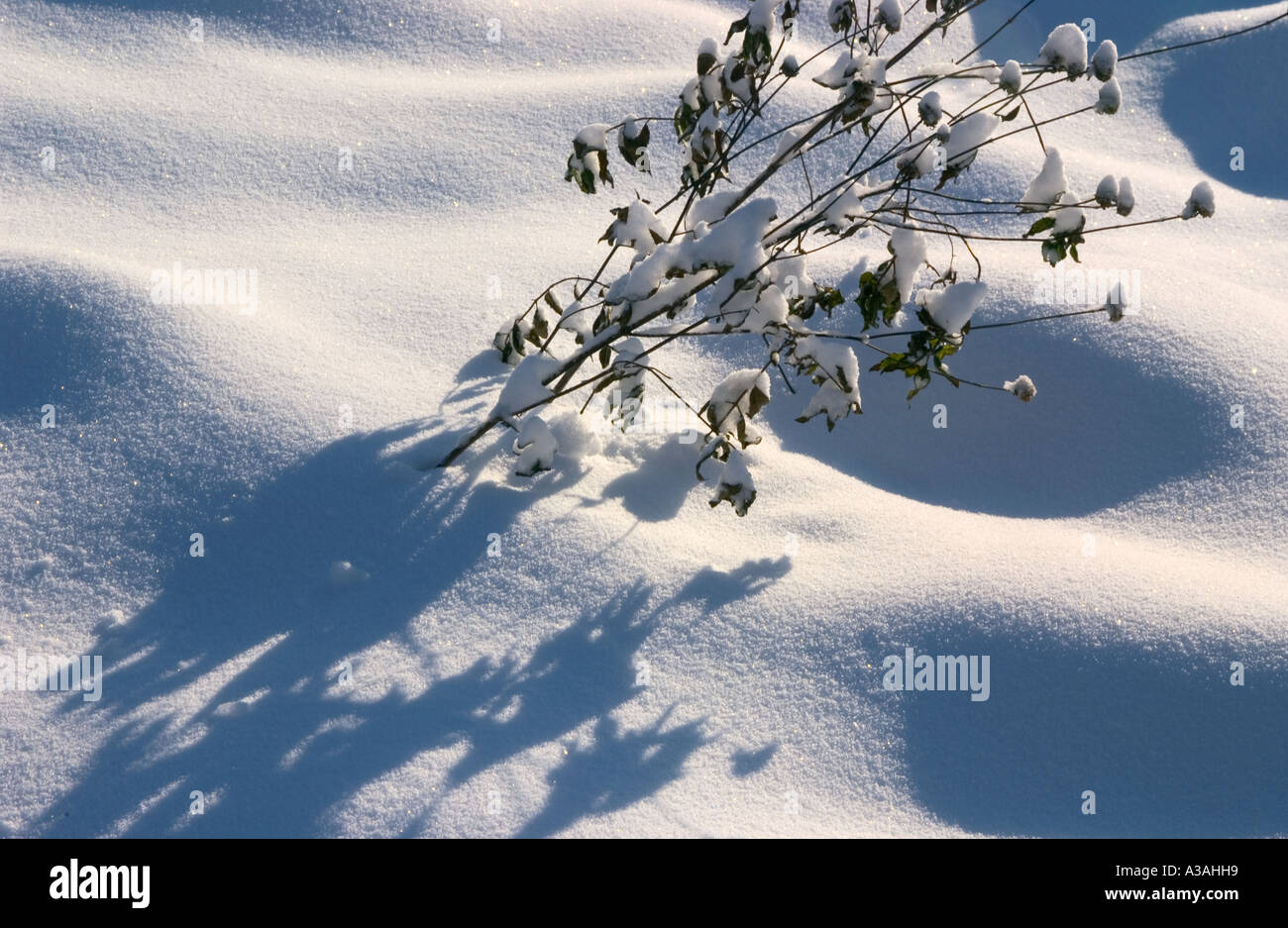 snow covered weeds Stock Photo - Alamy