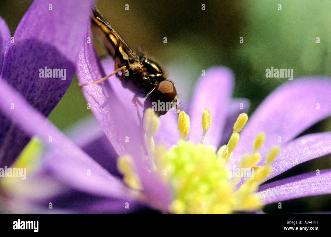Snipe Fly (Rhagio scolopacea) insect Stock Photo - Alamy