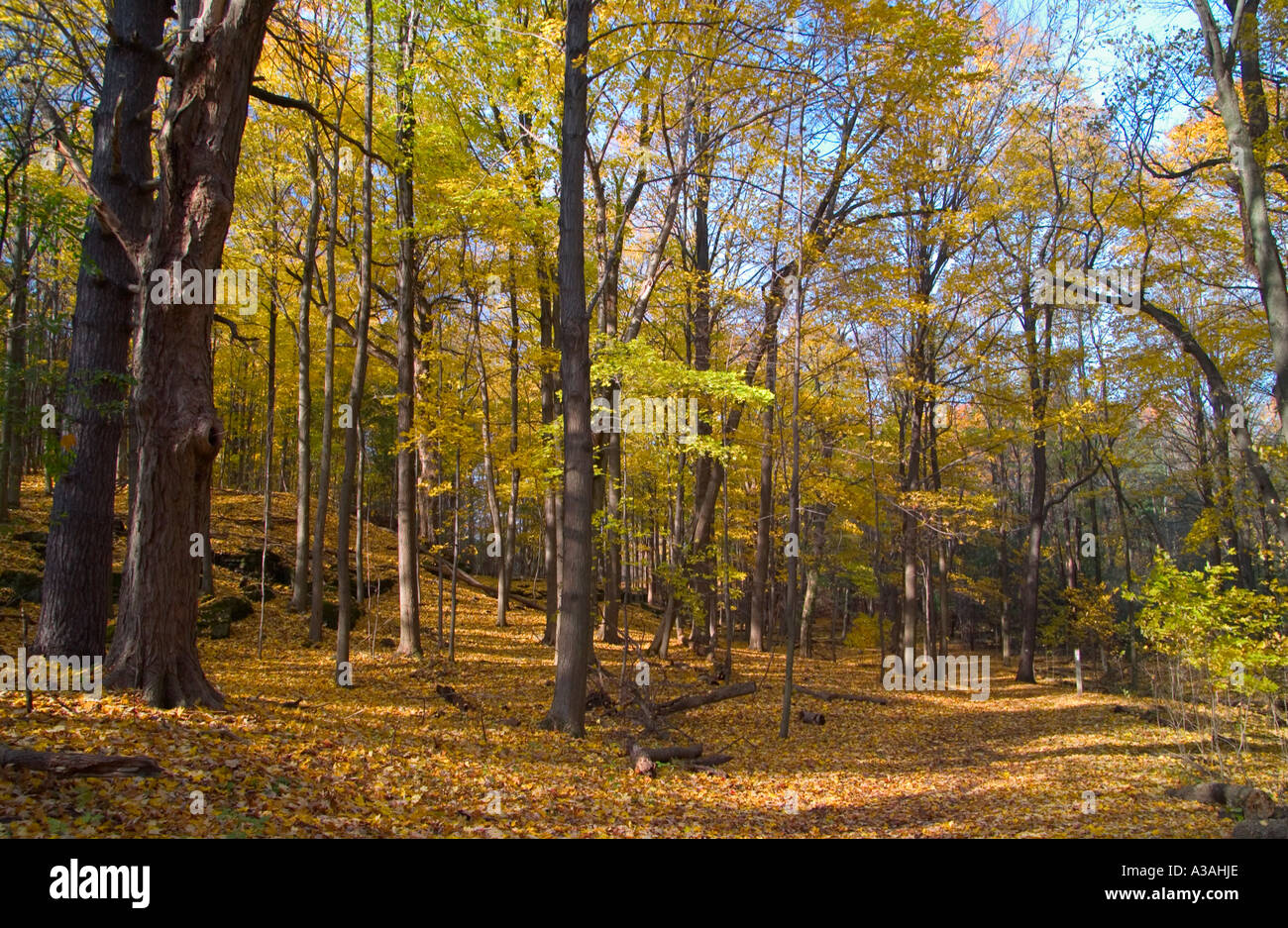 Fall in northern range of Carolinian Forest Dundas Valley Ontario Stock ...