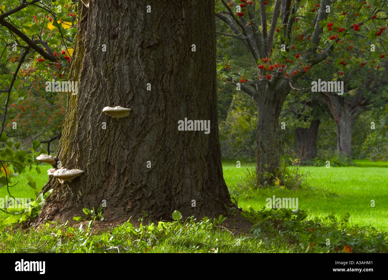 Scene from Arboretum Royal Botanical Gardens Hamilton Ontario Stock ...