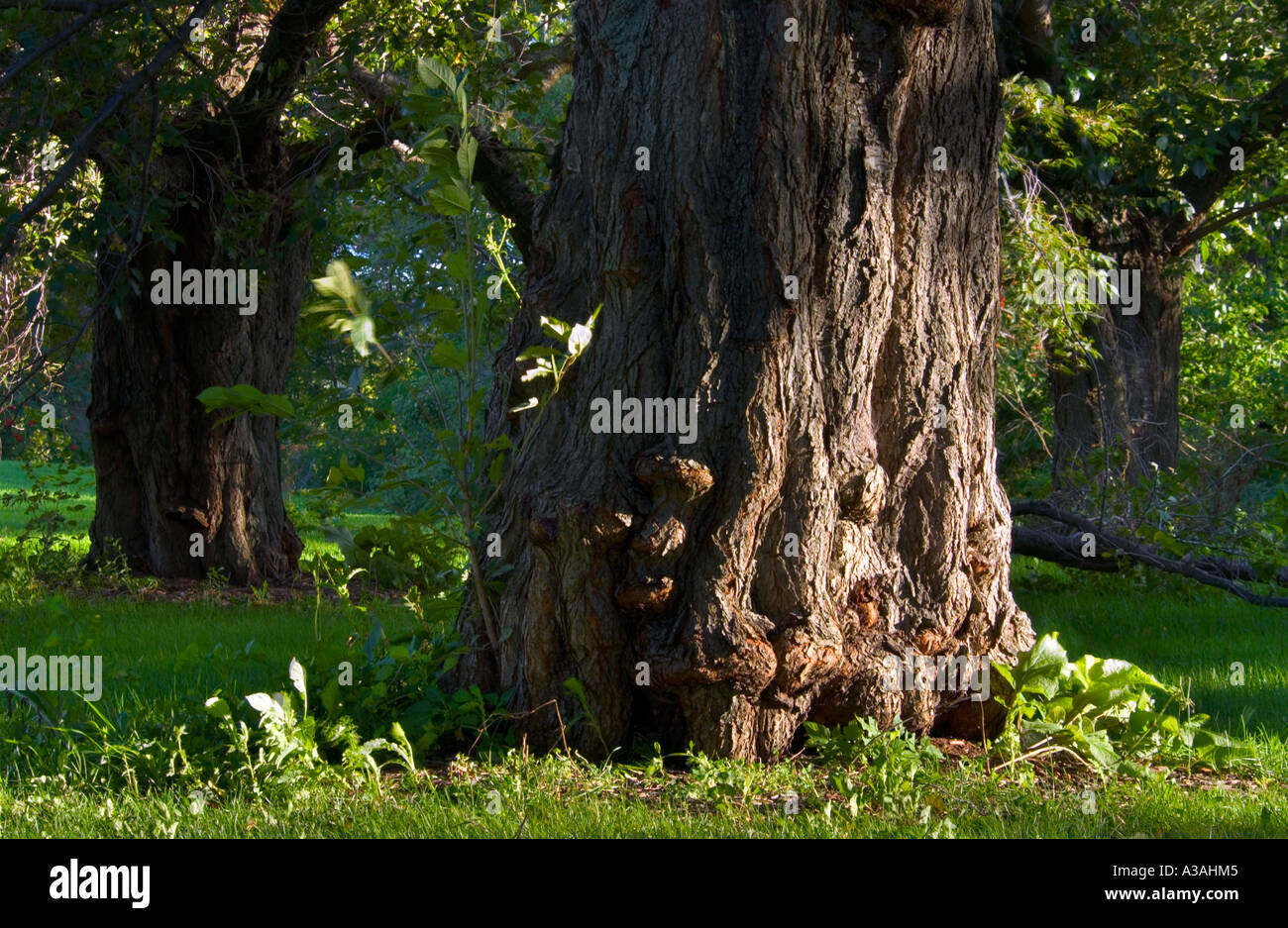 Royal botanical gardens hamilton hi-res stock photography and images ...