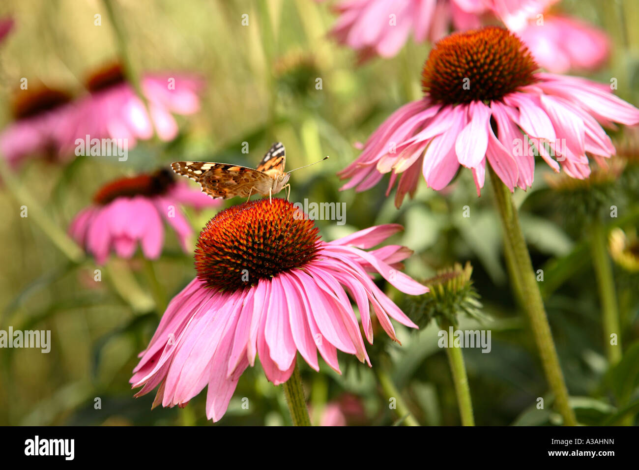 Painted Lady (Vanessa cardui Stock Photo - Alamy