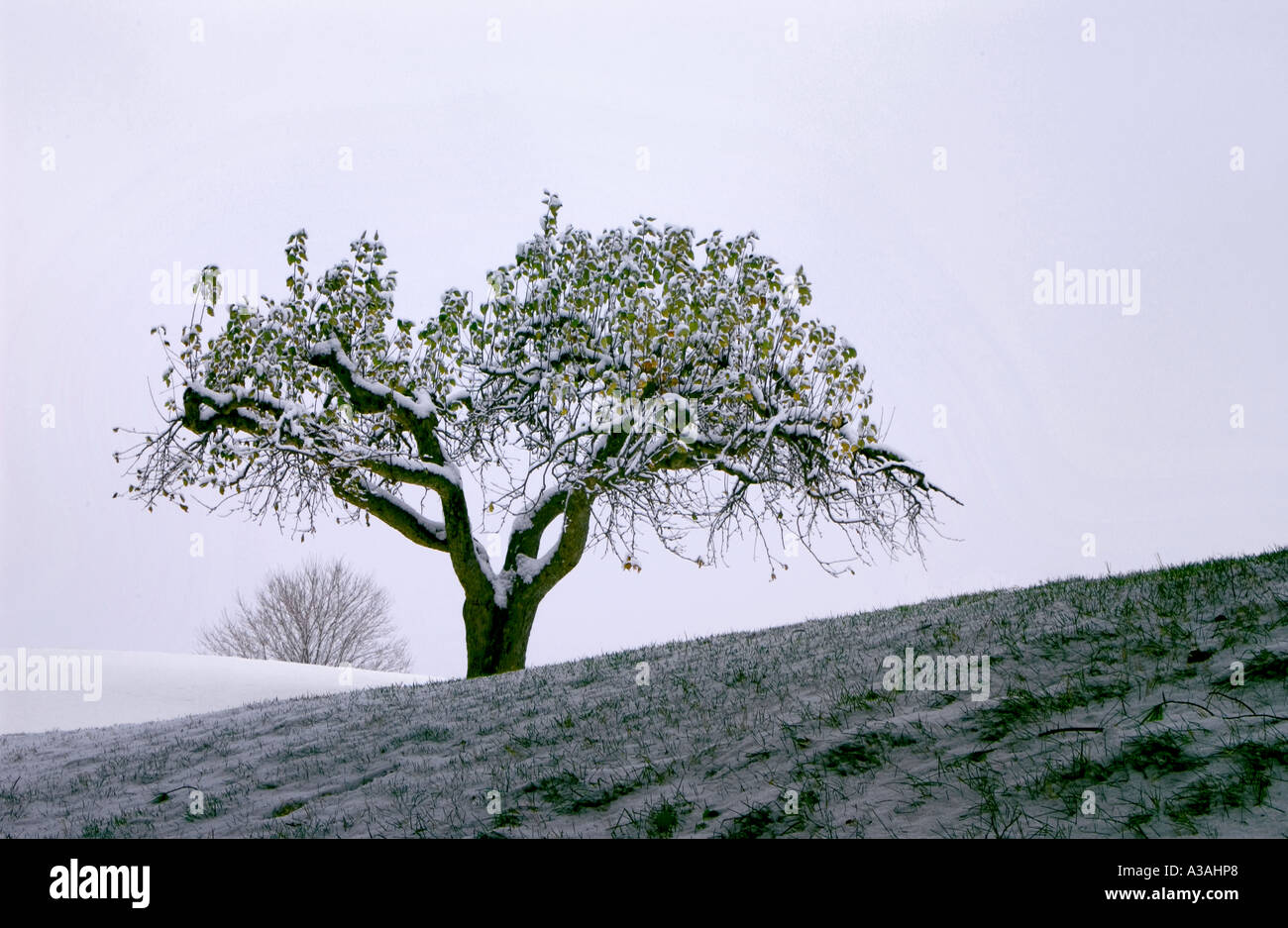 early winter scene Stock Photo - Alamy