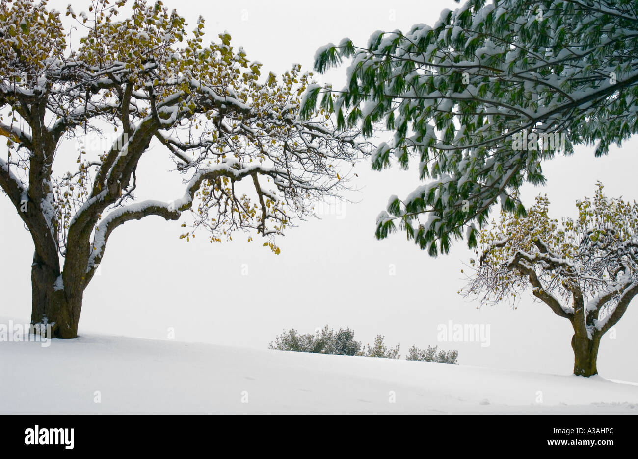 Cold winter landscape early hi-res stock photography and images - Alamy