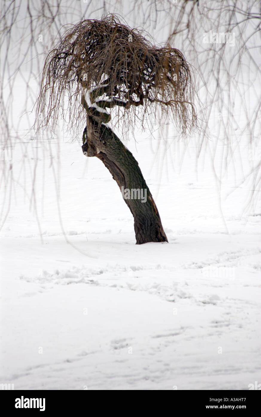Winter scene with tree Stock Photo - Alamy