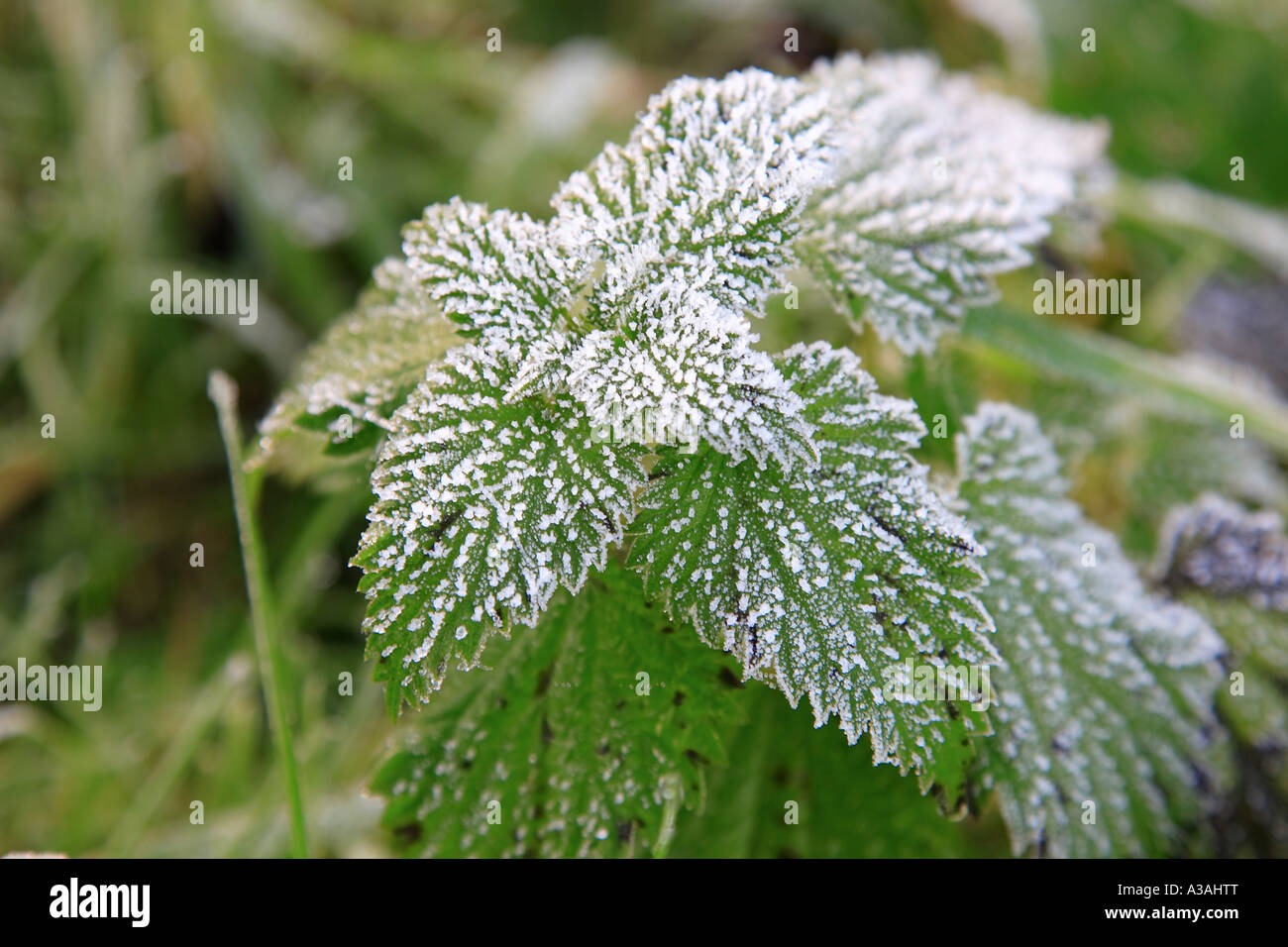 Frosted nettle leaves hi-res stock photography and images - Alamy