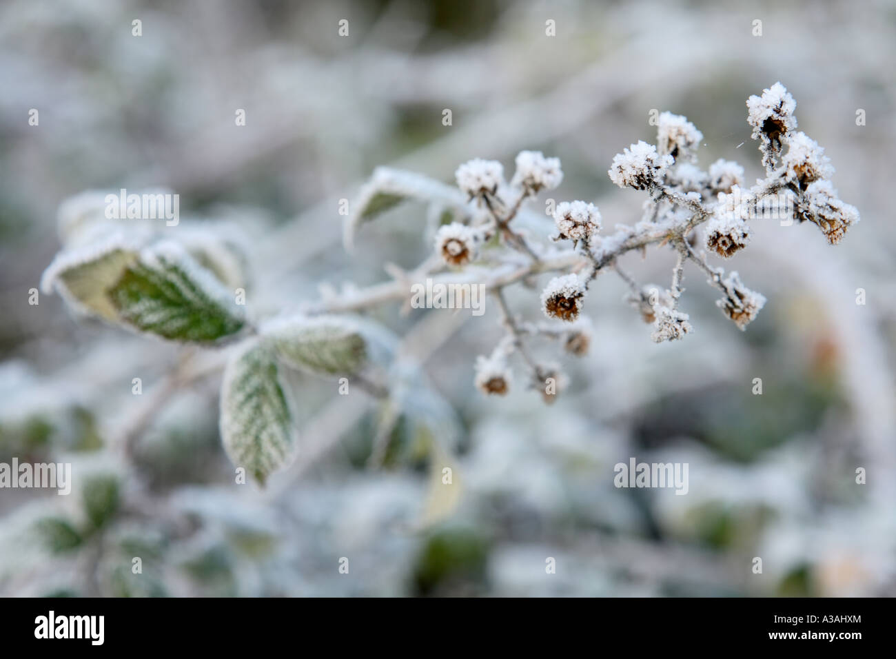 Bramble (Rubus fruticosus agg) Frosted Winter UK Stock Photo - Alamy