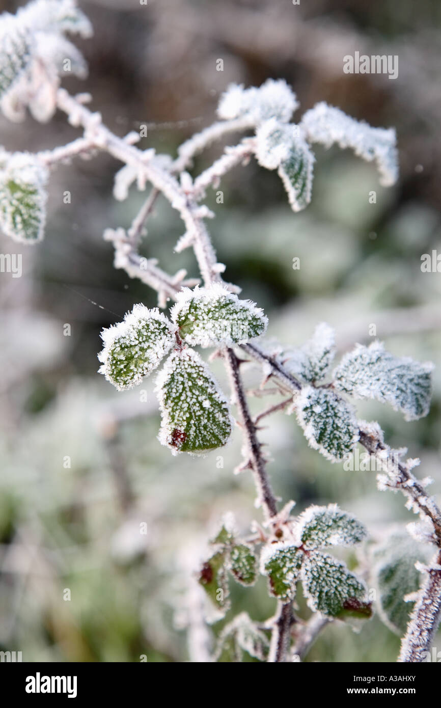 Bramble (Rubus fruticosus agg) Frosted Winter UK Stock Photo - Alamy