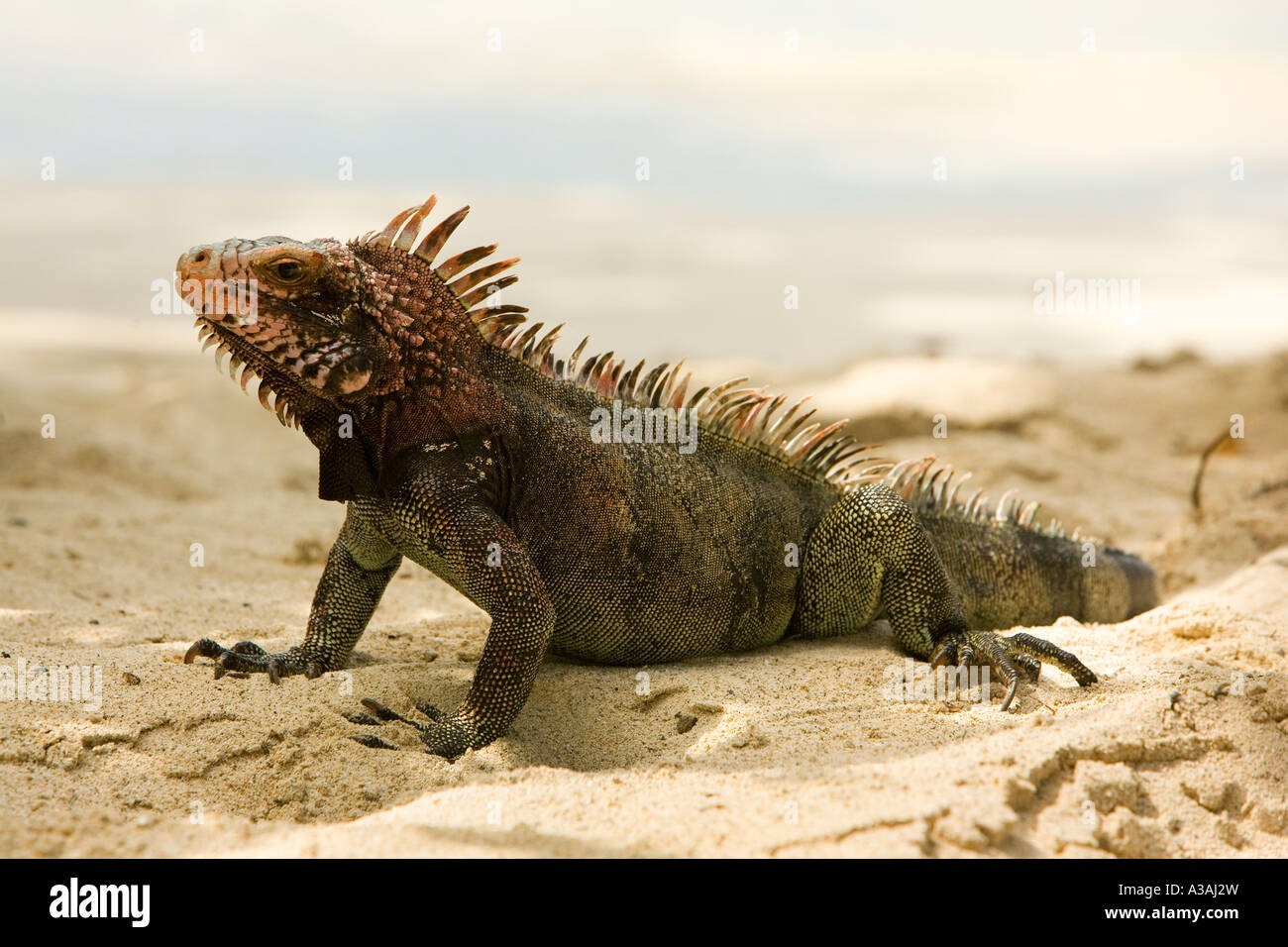 Green or common iguana (iguana iguana) shot on the beach of St Thomas ...