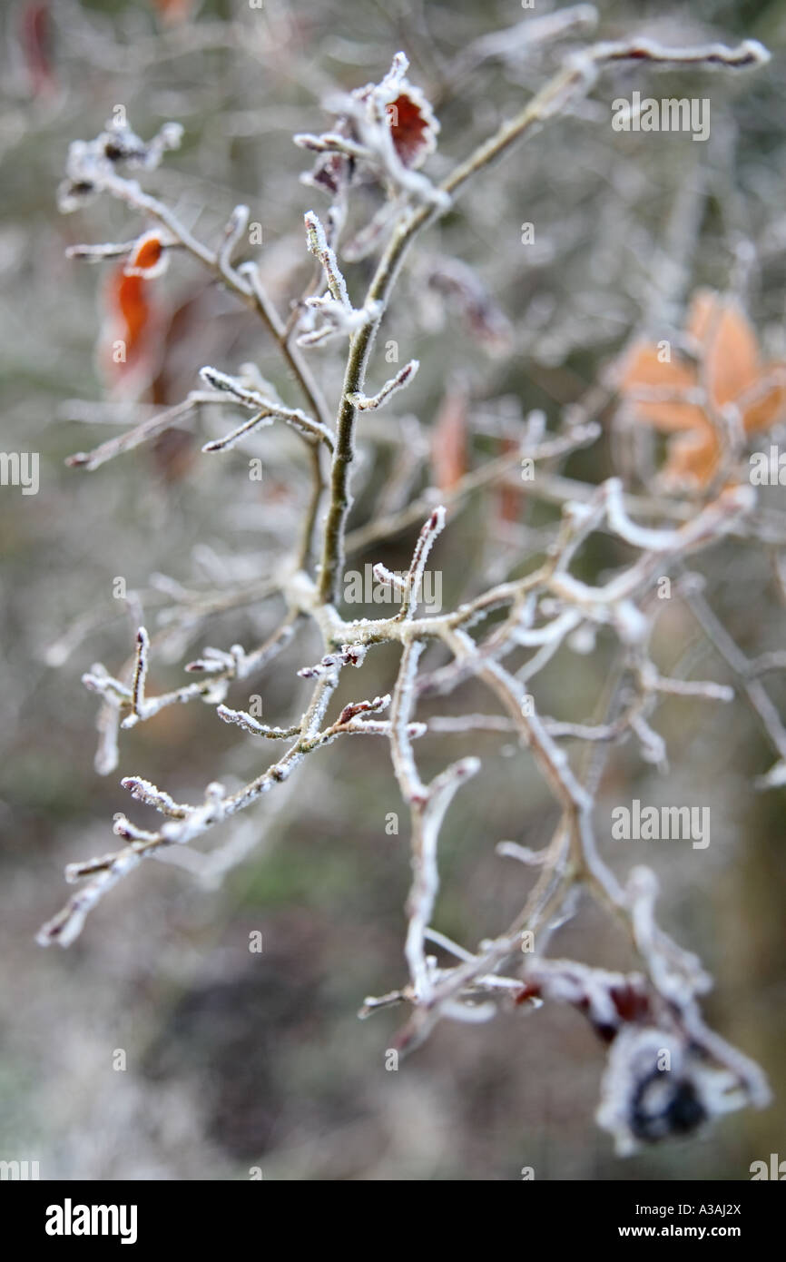Hornbeam (Carpinus betulus) Frosted Winter UK Stock Photo - Alamy