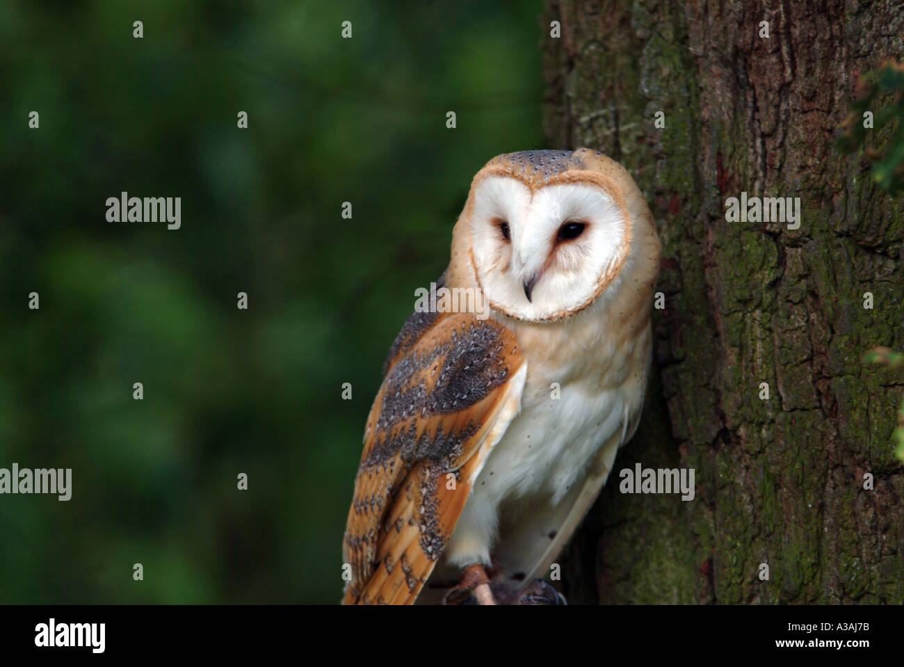 barn owl by tree Stock Photo - Alamy