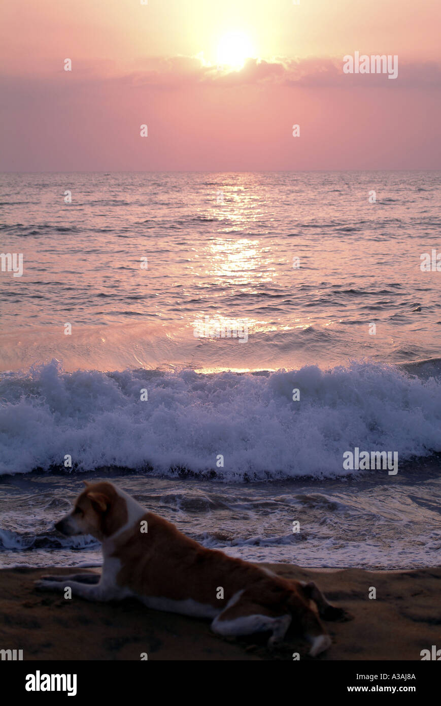 Dog lapping water hi-res stock photography and images - Alamy