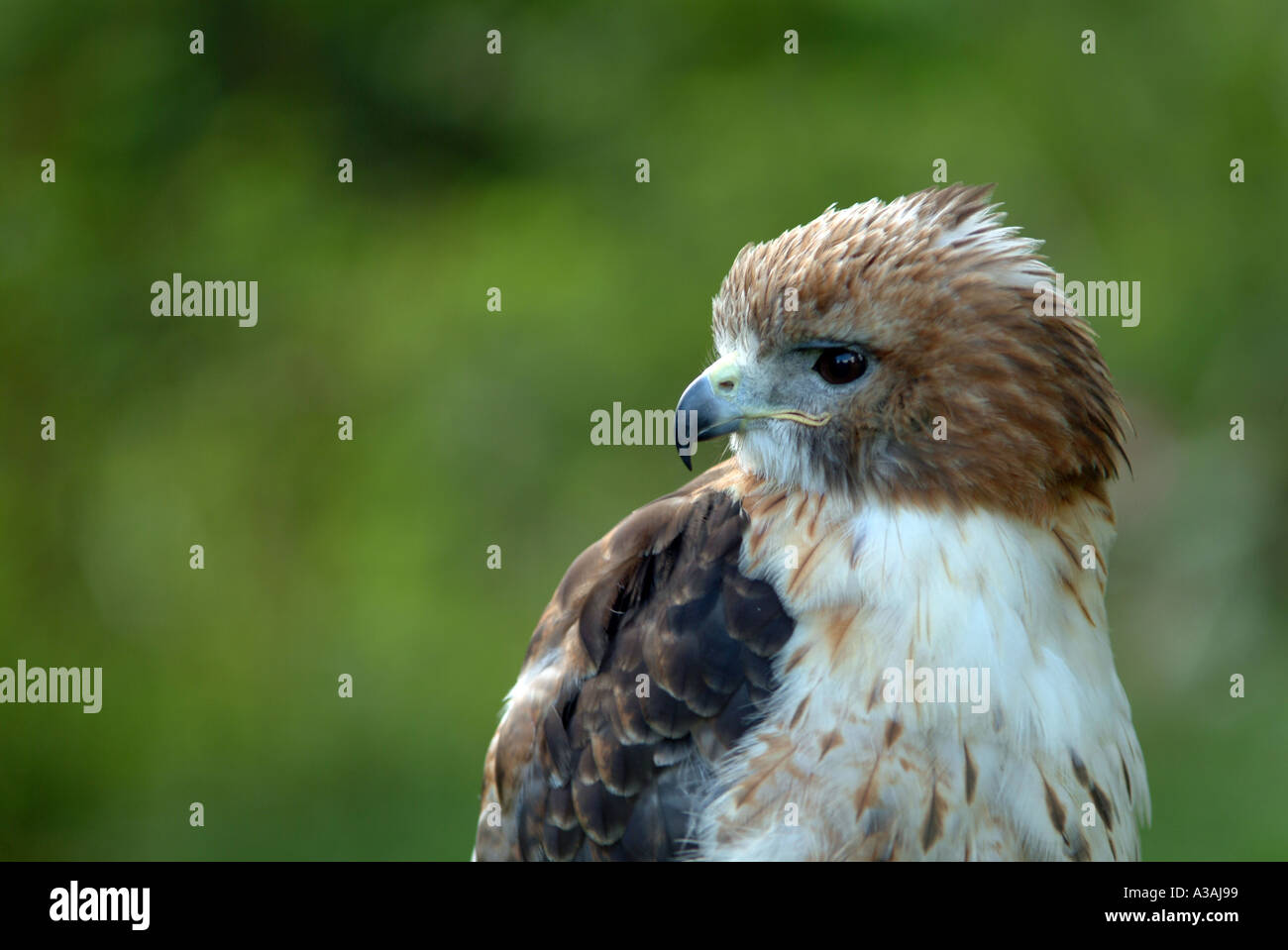 Hawk with turned head hi-res stock photography and images - Alamy