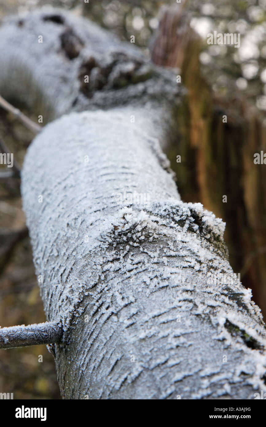 Frosted Fallen Tree Trunk Stock Photo - Alamy
