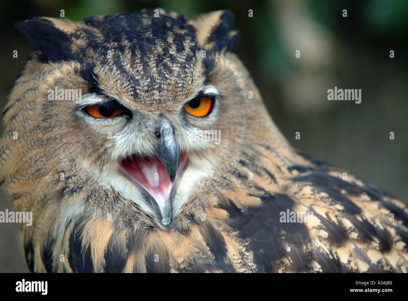 Owl Head Turn Stock Photos & Owl Head Turn Stock Images - Alamy