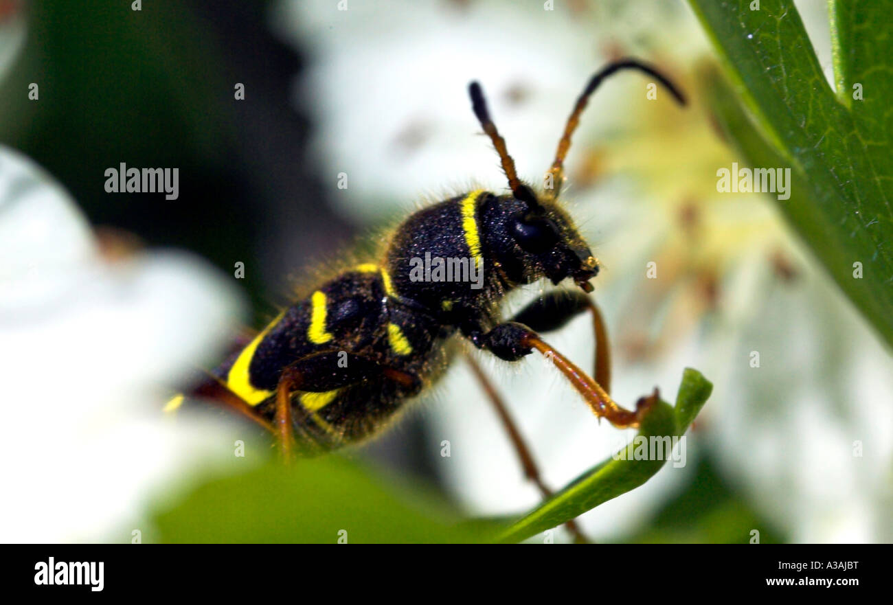Wasp Beetle Clytus arietus Stock Photo - Alamy
