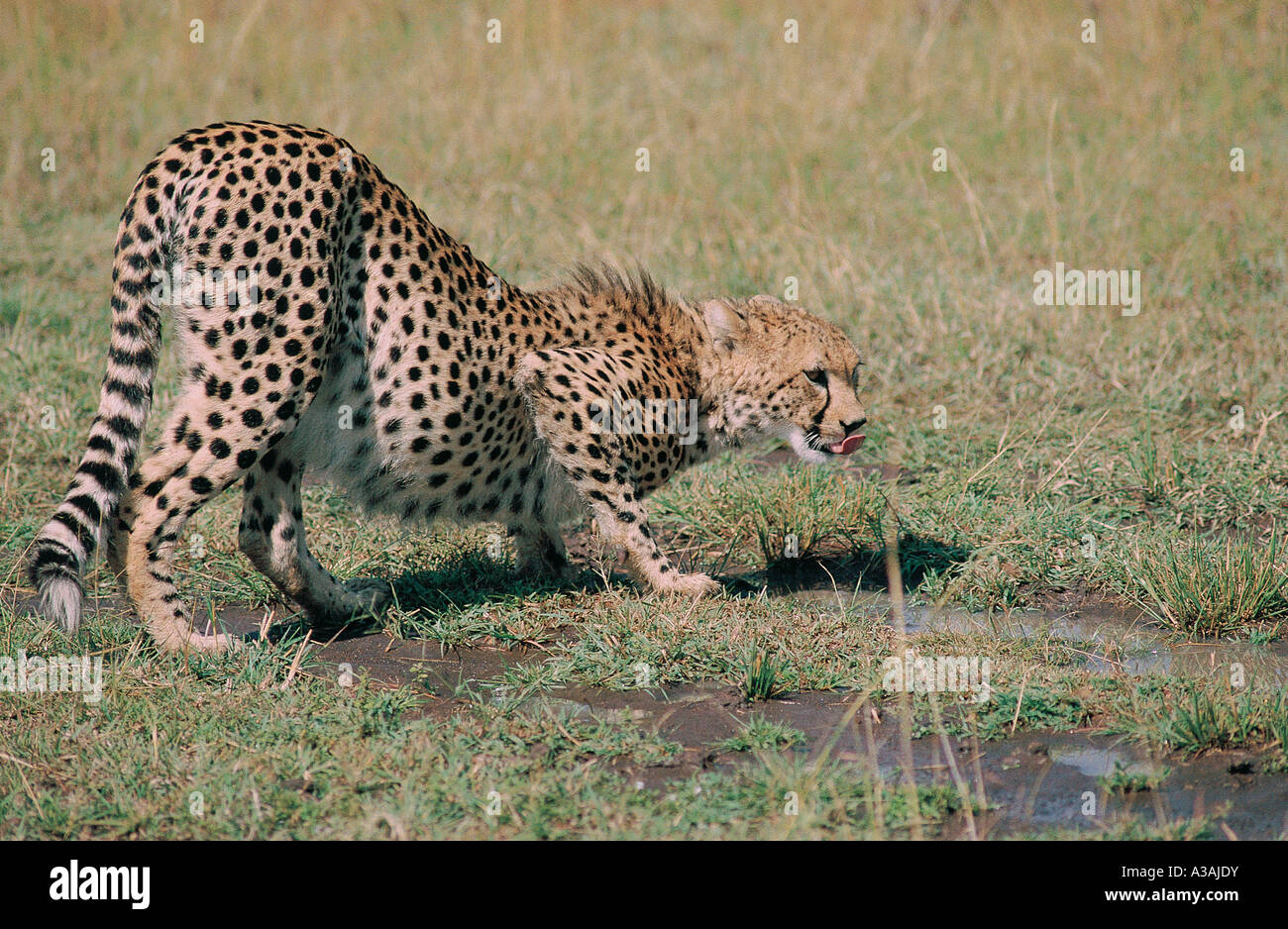 Almost fully grown Cheetah cub drinking from small pool in Masai Mara ...