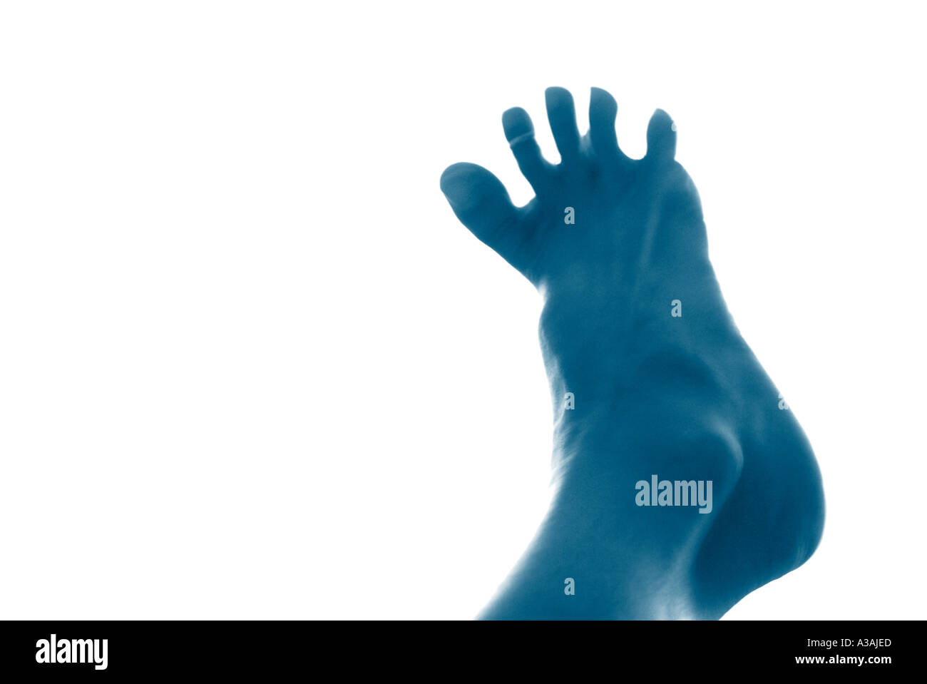 Another Blue foot Stock Photo - Alamy