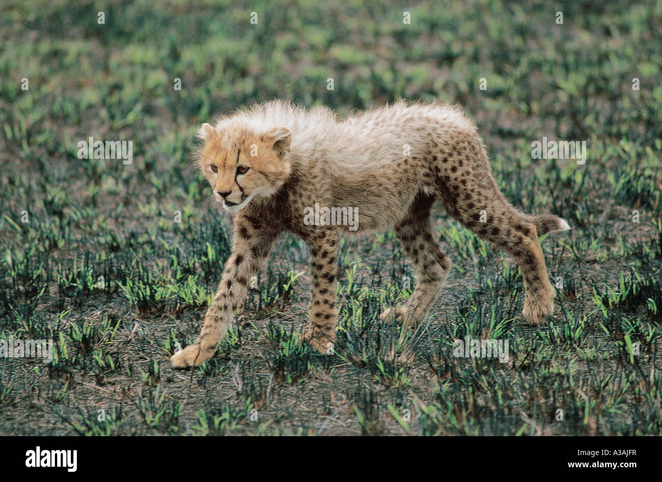 Cheetah cub walking fast hi-res stock photography and images - Alamy