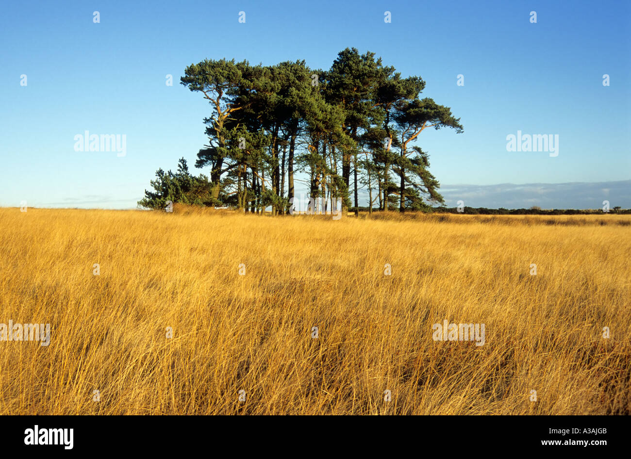 Copse near Lockwood Beck Reservoir, North Yorkshire Moors National Park ...