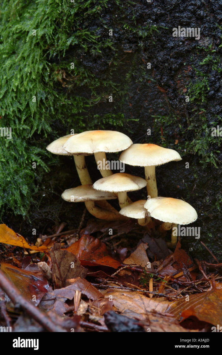 Fungus Mabie Forest Dumfries and Galloway Scotland Stock Photo - Alamy