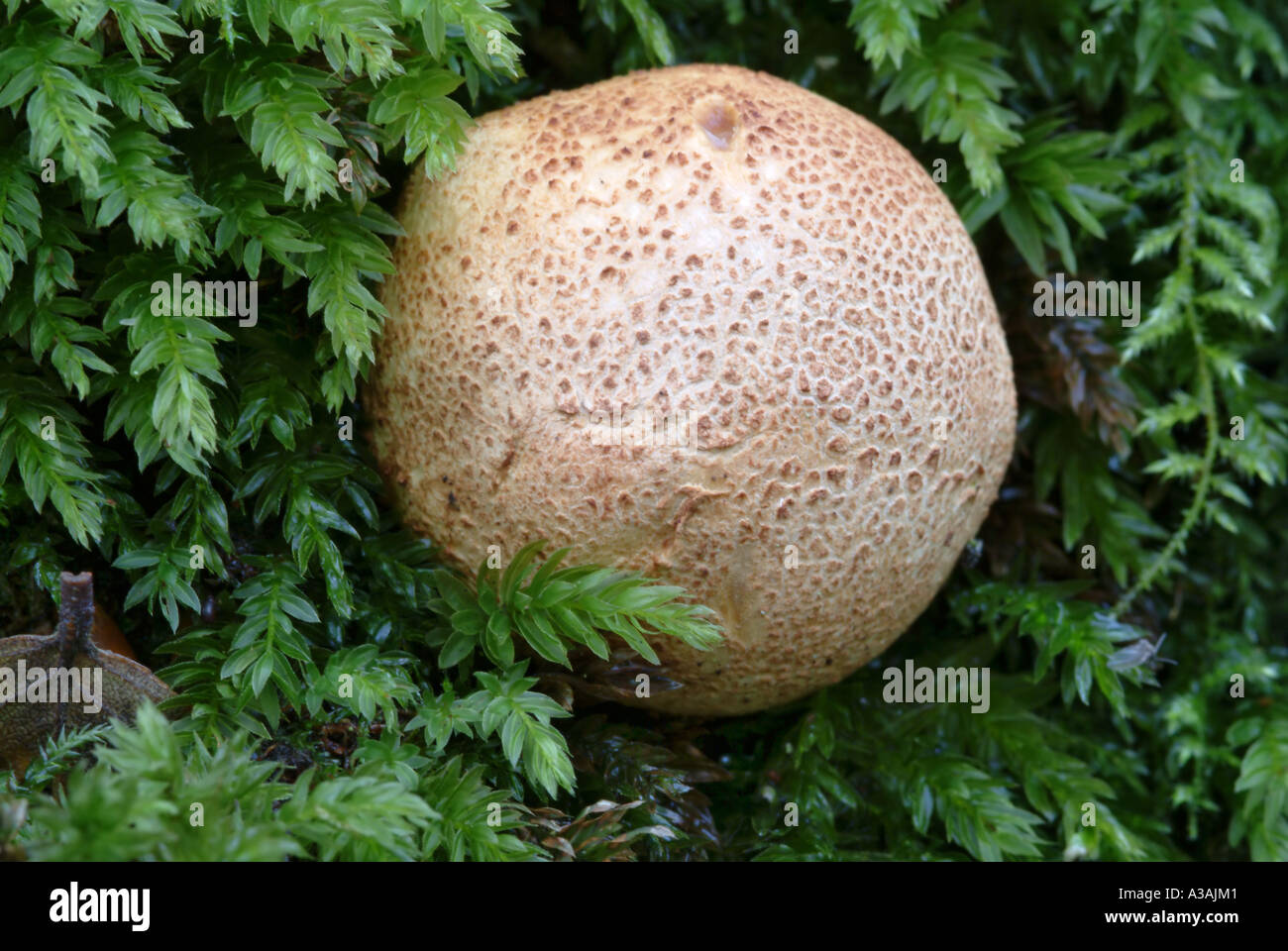 Dunscore High Resolution Stock Photography and Images - Alamy
